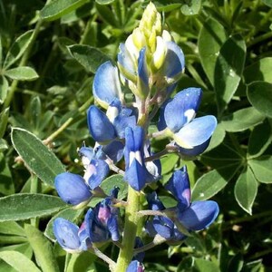 Lupinus Texensis (texas Bluebonnet) Seeds- Lupinus - Bluebonnet ...