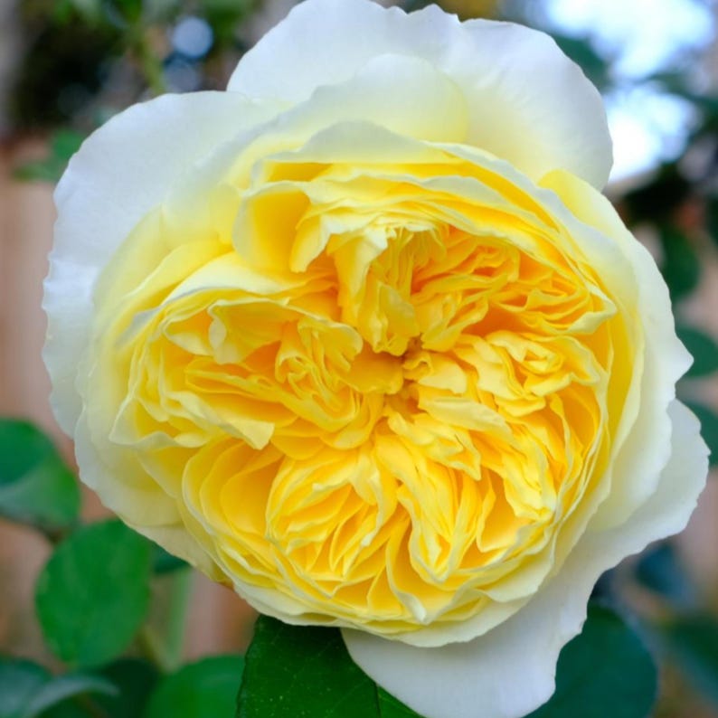 Yellow the Pilgrim Rose Seeds - Perennial - Authentic Seeds - Flowers ...