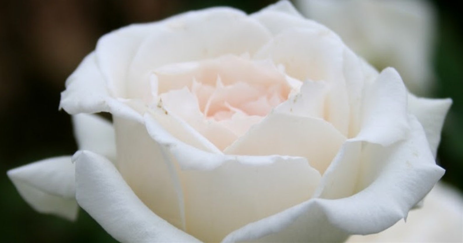Prairie Star Rose Seeds - Authentic Non-gmo Perennial Flower - Etsy