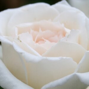 Prairie Star Hardly Rose Seeds - Perennial - Authentic Seeds - Flowers ...