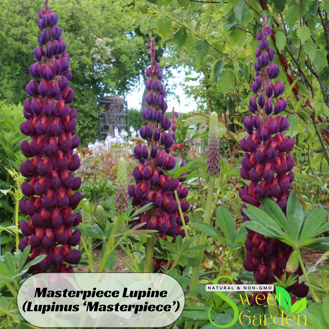 Masterpiece Lupine Seeds – Heirloom Bluebonnet Flower - Etsy