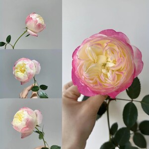 Tatami Room Rose Seeds - Perennial - Authentic Seeds - Flowers - Easy ...