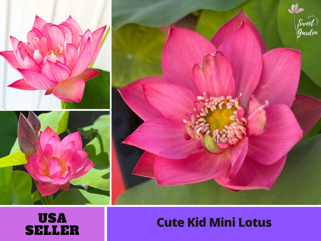 5 Rare Seeds Cute Kid Mini Lotus Seeds Red Lotus Indian Lotus nelumbo ...