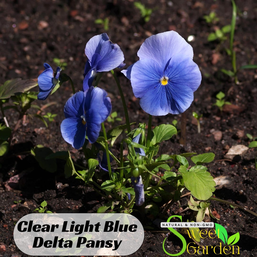 Clear Light Blue Delta Pansy Seeds - Cold Resistant - Open-pollinating ...