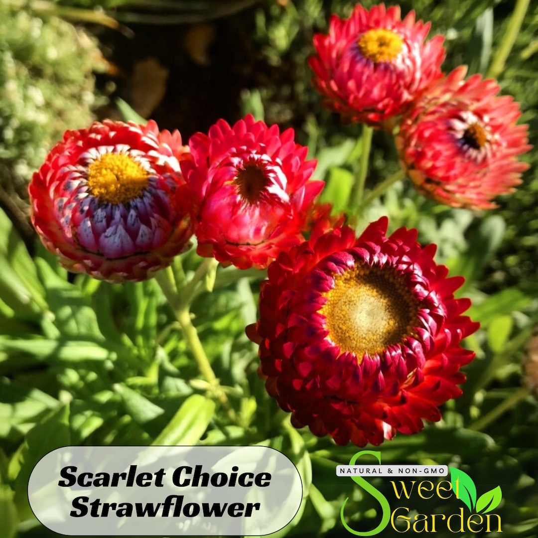 Red Strawflower Seeds - Perennial - Authentic Seeds - Summer Blooms ...