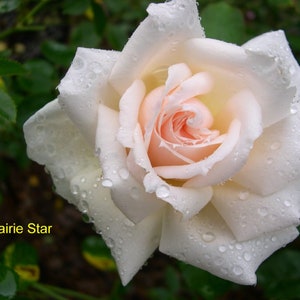 Prairie Star Hardly Rose Seeds - Perennial - Authentic Seeds - Flowers ...