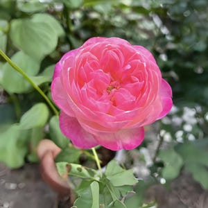 Tatami Room Rose Seeds - Perennial - Authentic Seeds - Flowers - Easy ...