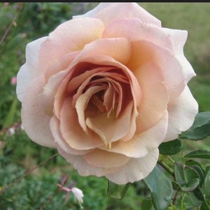 Hybrid Tea Spiced Coffee Rose Seeds-perennial authentic - Etsy