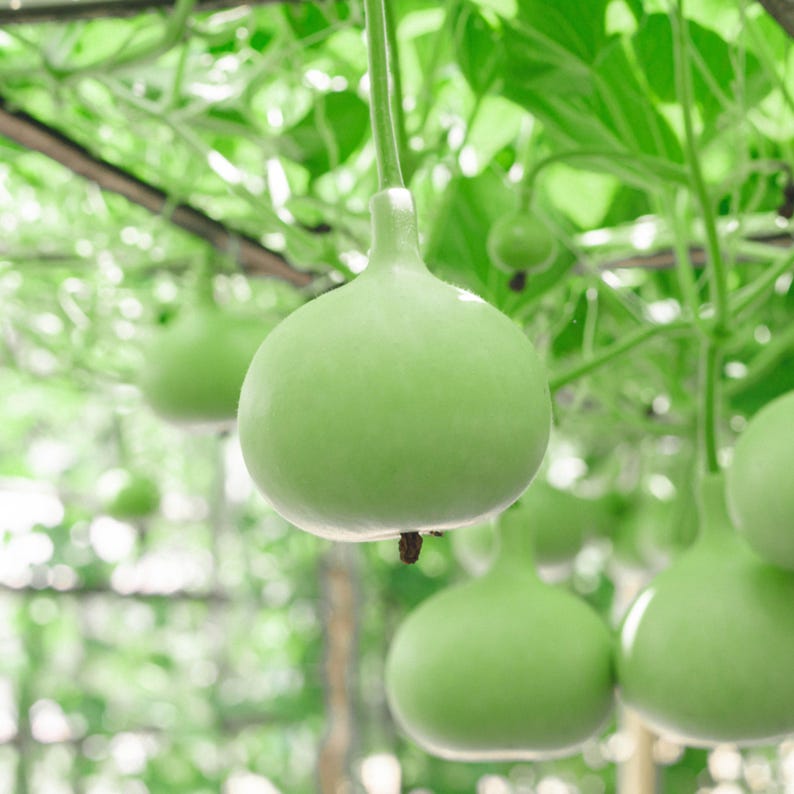 10s| Round Bottle Gourd Seeds – Easy Grow Vegetable – Annual – Organic ...