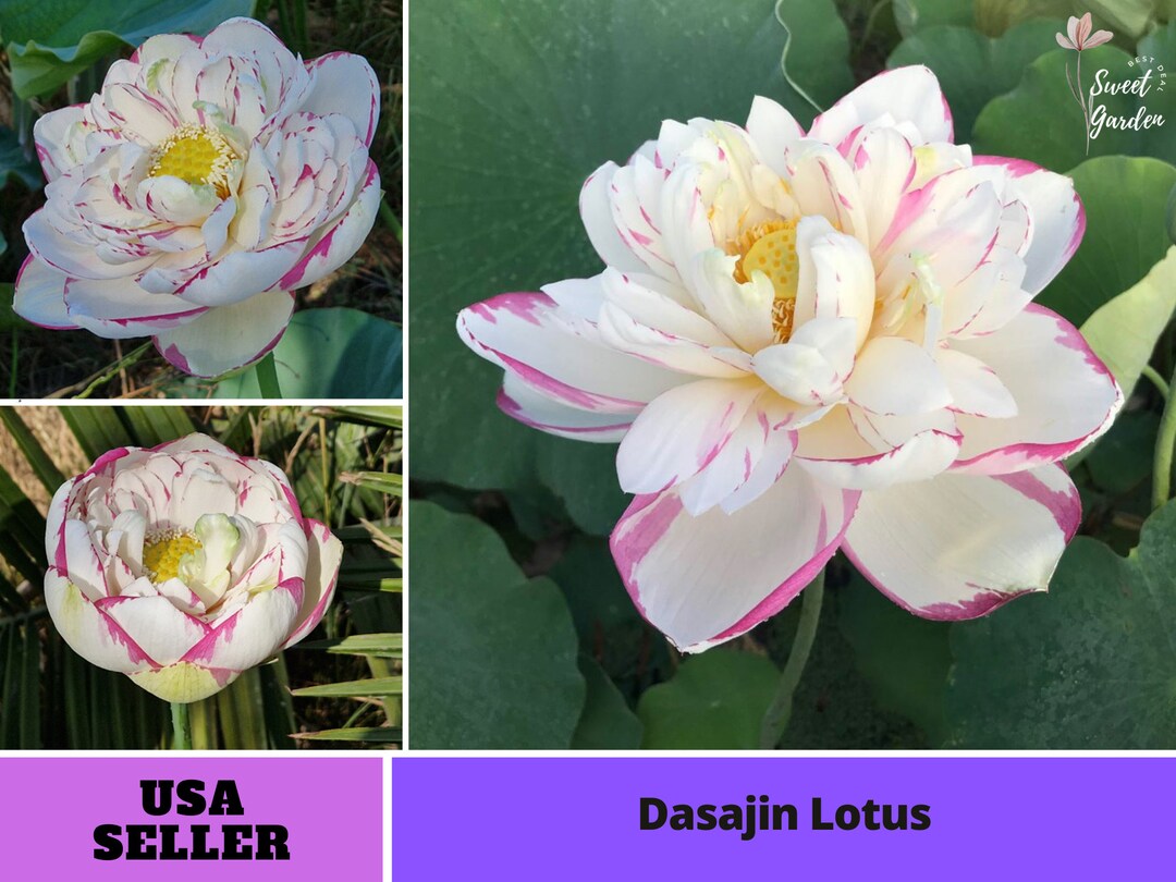 5 Rare Seeds Dasajin Lotus Seeds Indian Lotus nelumbo Nucifera Seeds ...