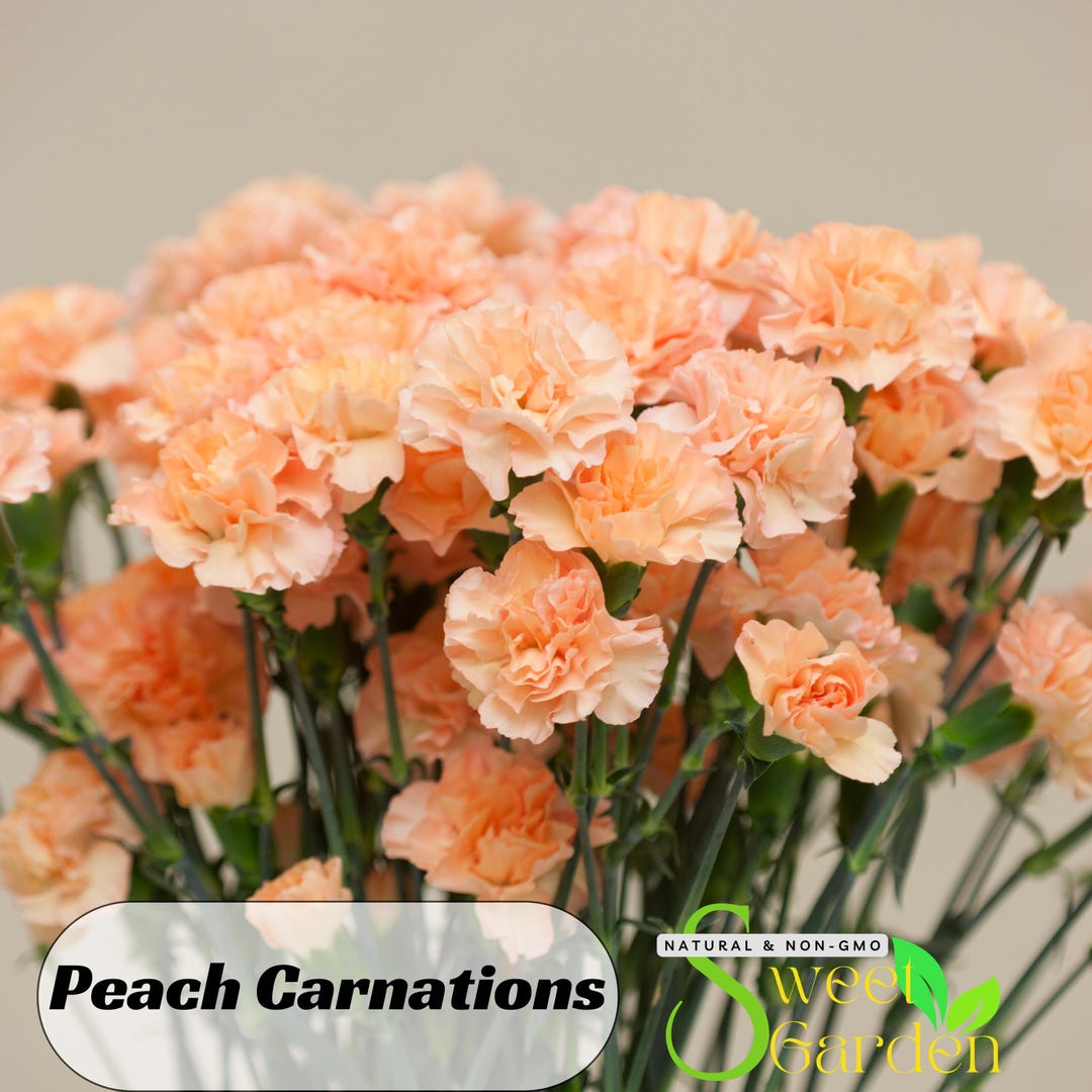 30s|peach Carnations - Dianthus Seeds - Authentic Seeds - Dianthus ...