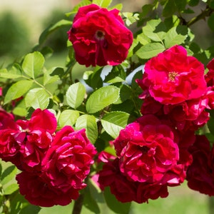 Red Climbing Rose Seeds Perennial Authentic Seeds Flowers Easy to Grow ...