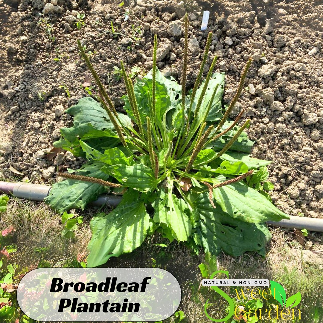 Broadleaf Plantain Seeds - Organic, Perennial Flowers - Etsy