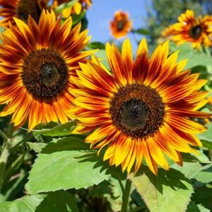 Yellow and Brown Firecracker Sunflower Seeds perennial authentic Seeds ...