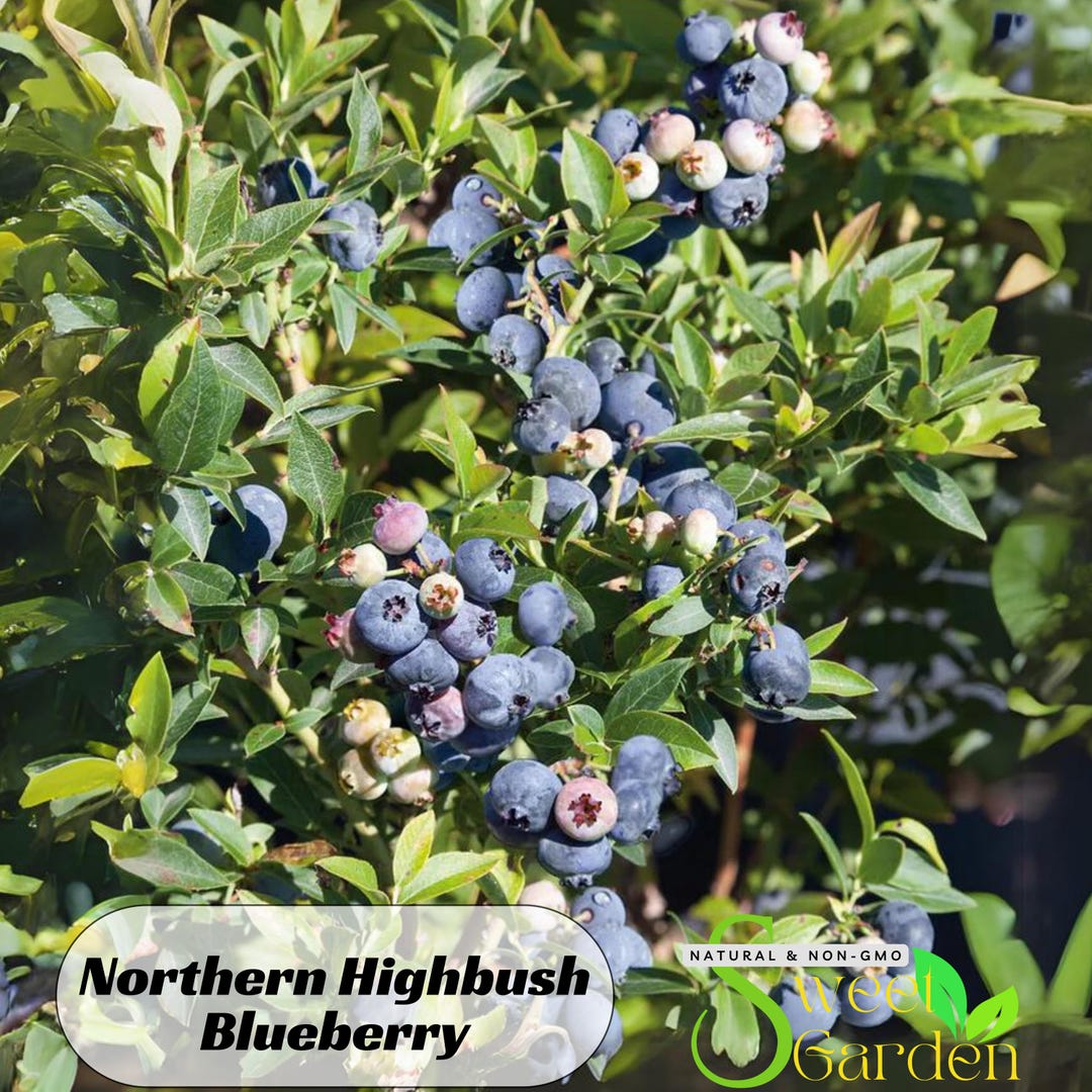 27 Seeds| Northern Highbush Blueberry Seeds- Flower Seeds ~ Vegetable ...