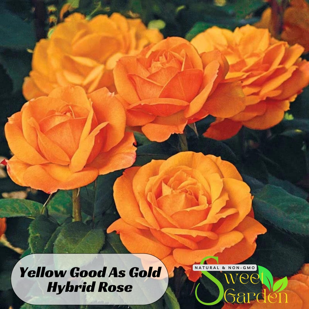 Yellow Good as Gold Hybrid Tea Rose Seeds - Perennial - Authentic Seeds ...