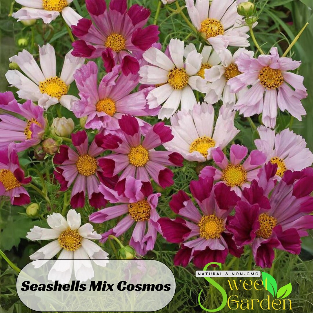 50s|seashells Mix Cosmos Seeds - Annual - Authentic Seeds - Flowers ...