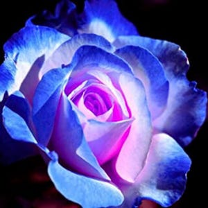 Blues Blue Rose Seeds - Perennial - Authentic Seeds - Flowers - Easy to ...