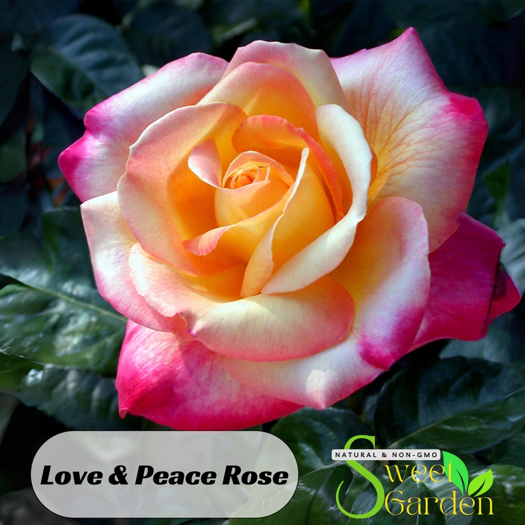 Love & Peace Rose Seeds - Perennial - Authentic Seeds - Flowers - Easy ...