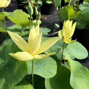 5+ Rare Seeds| Apricot Yellow Lotus Seeds - Indian Lotus (nelumbo ...