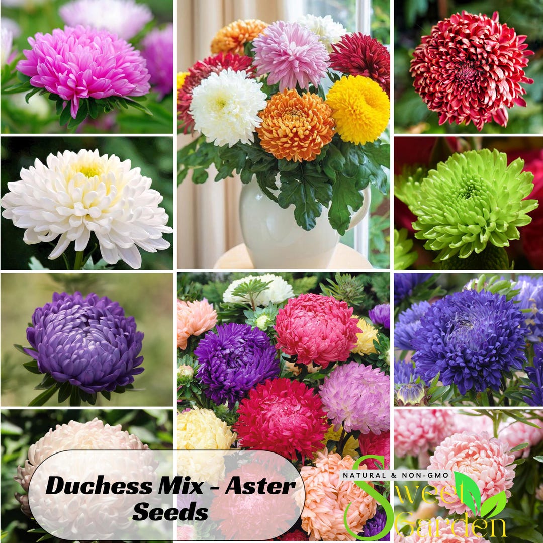 Duchess Mix - Aster Seeds - Perennial -authentic Seeds -vegetable Seeds ...