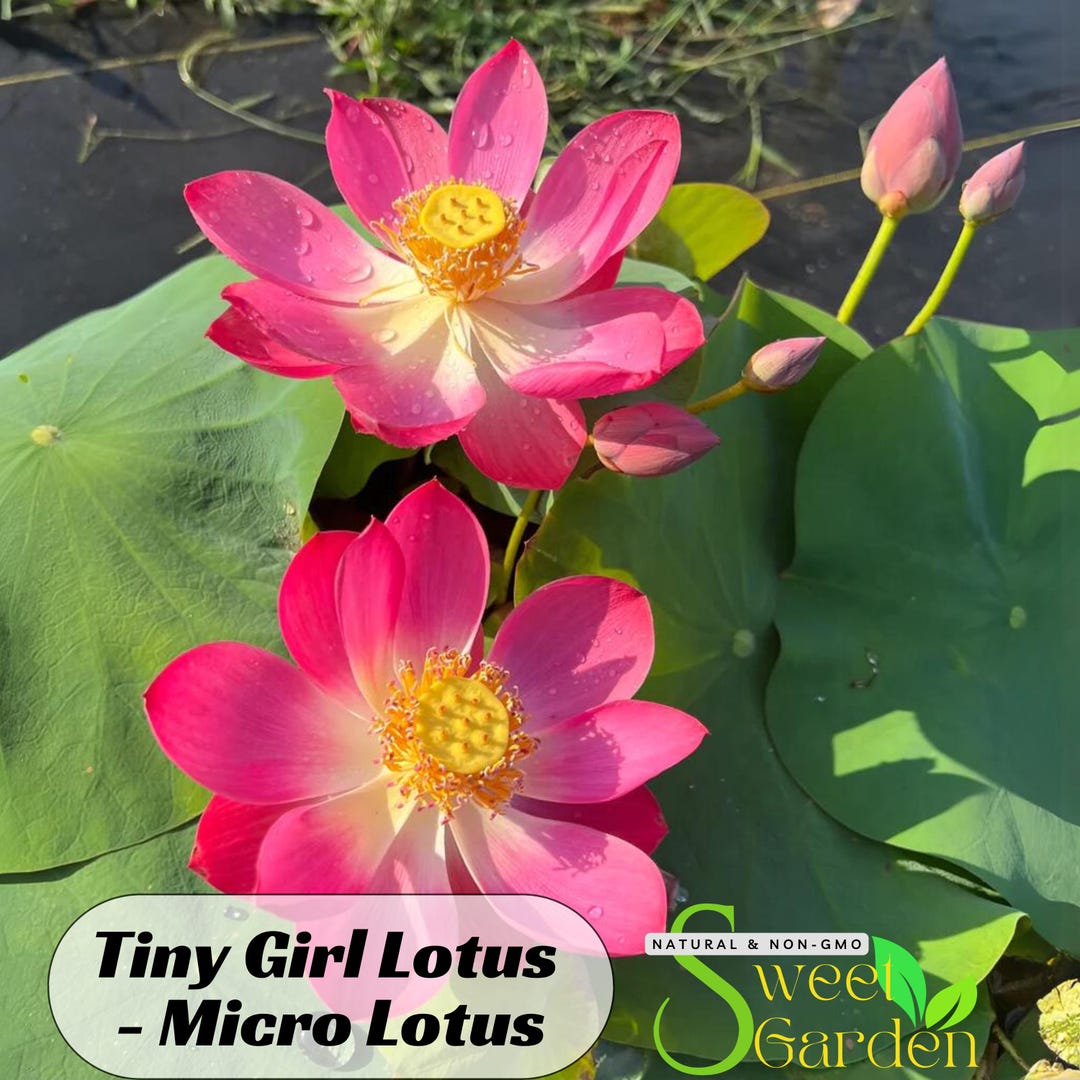 5+ Rare Seeds| Tiny Girl Lotus - Micro Lotus Seeds - Indian Lotus ...
