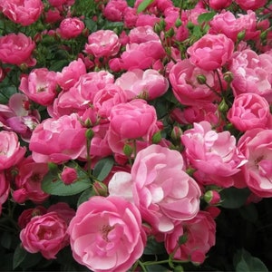 Angela Rose Seeds-perennial authentic Seeds-flowers organic. Non GMO ...