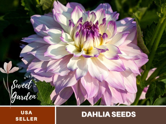42 Seeds Mikayla Miranda Dahlia Perennial Seeds Buy 3 Get - Etsy
