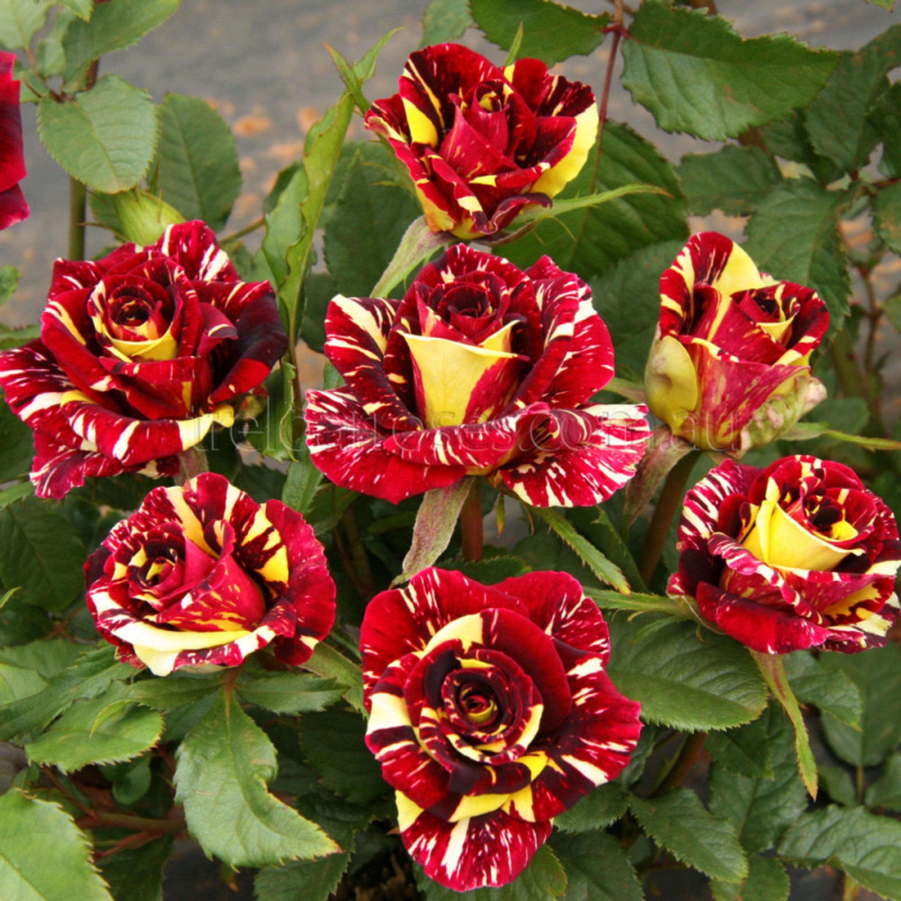 Meteor Shower Rose Seeds - Perennial - Authentic Seeds - Flowers - Easy ...