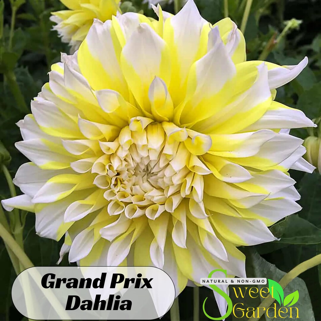Grand Prix Dahlia Seeds - Perennial - Authentic Seeds - Flowers ...