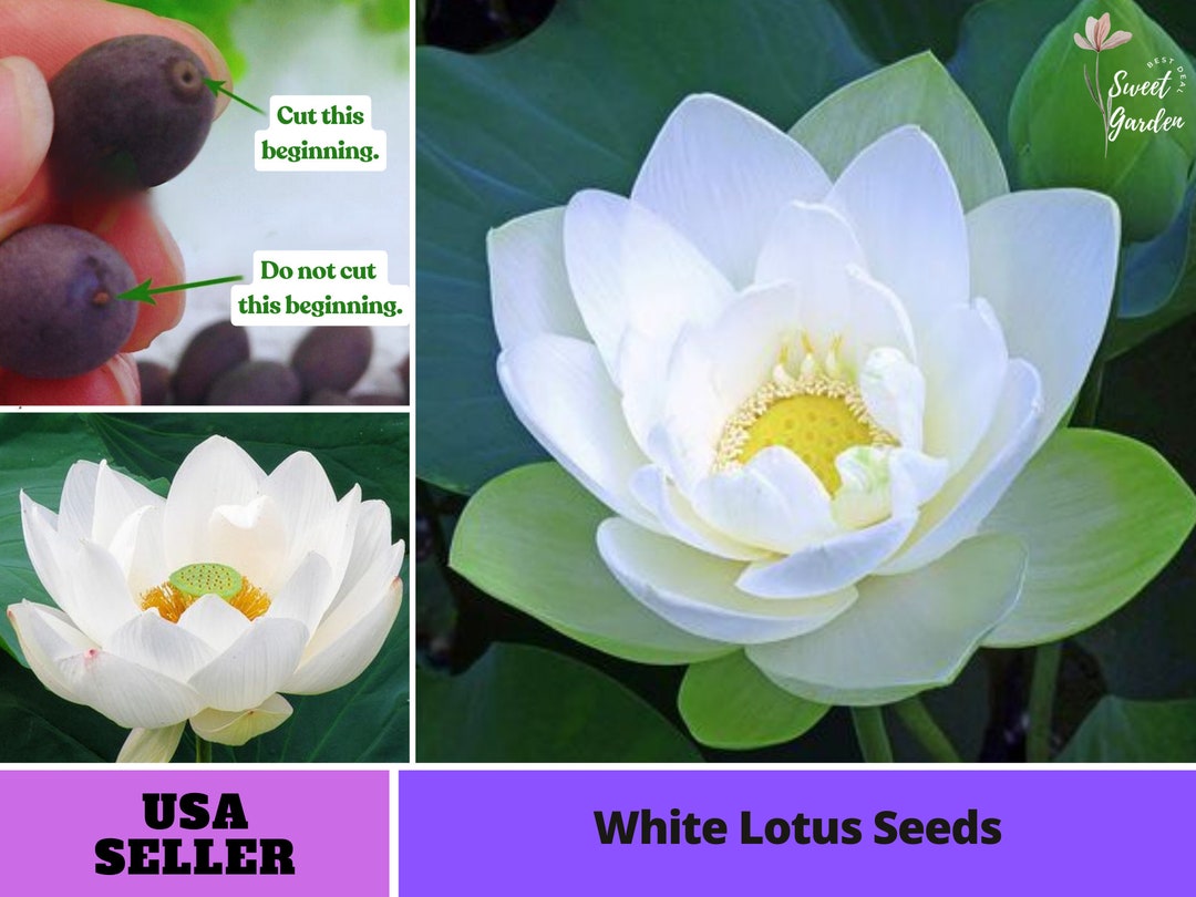 5 Rare Seeds White Lotus Seeds Indian Lotus nelumbo Nucifera Seeds ...