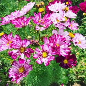 50s|double Click Bicolor Violet Mix Cosmos Seeds - Annual - Authentic ...