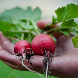 260 Seeds Crimson Giant Radish Seeds Perennial authentic Seeds-flowers ...