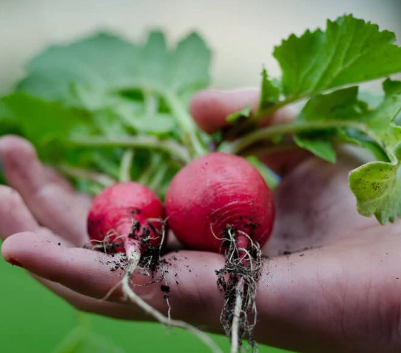 260 Seeds Crimson Giant Radish Seeds Perennial authentic - Etsy