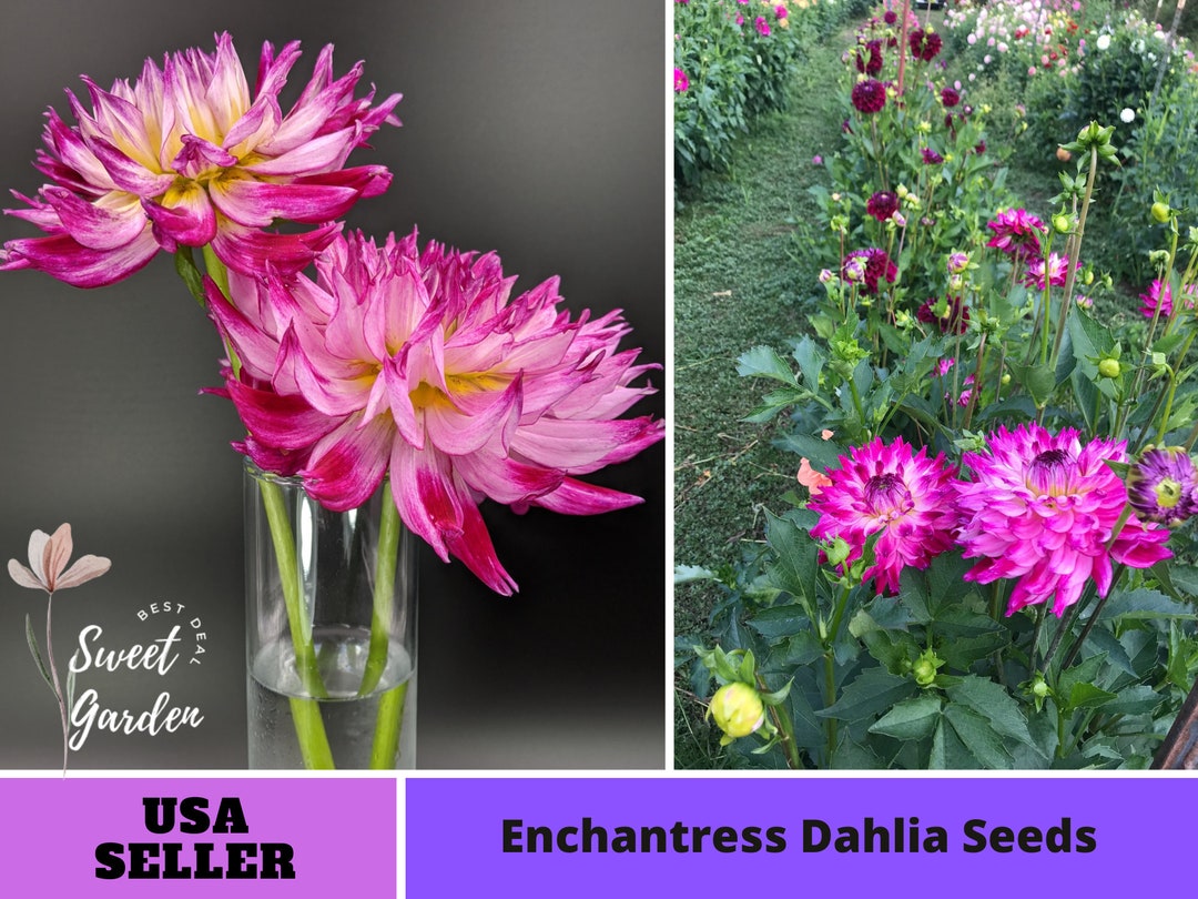Enchantress Dahlia Seeds perennial authentic Seeds-flowers organic. Non ...