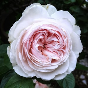 Earth Angel Rose Seeds - Authentic Perennial Flower Seeds - Etsy