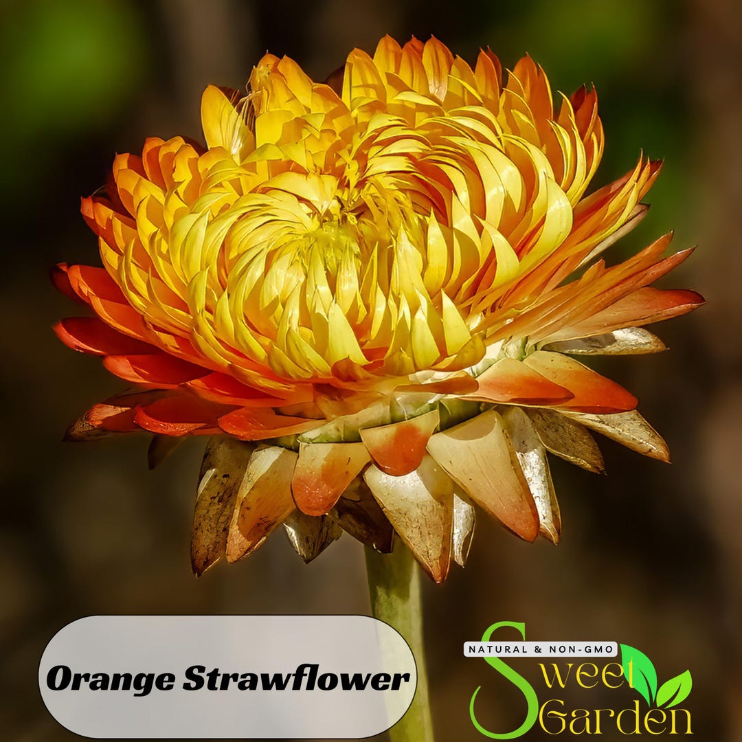 Orange Strawflower Seeds - Perennial - Authentic Seeds - Summer Blooms ...