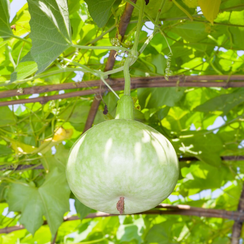 10s| Round Bottle Gourd Seeds – Easy Grow Vegetable – Annual – Organic ...