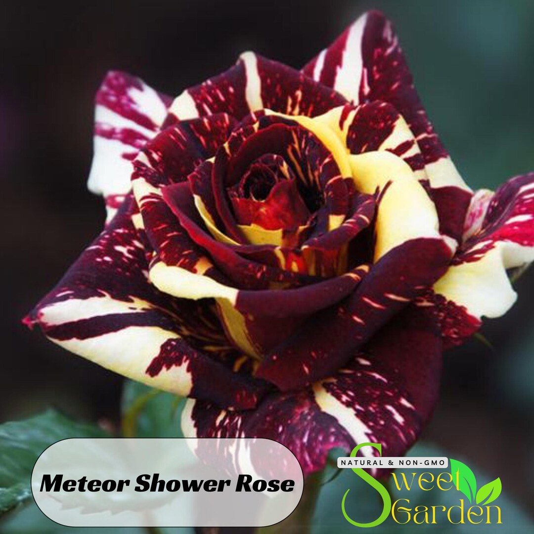 Meteor Shower Rose Seeds - Perennial - Authentic Seeds - Flowers - Easy ...