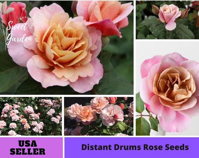 Fairy Dust Hibiscus Seeds Perennial Flower Seed Easy to Grow Huge 10-12 ...