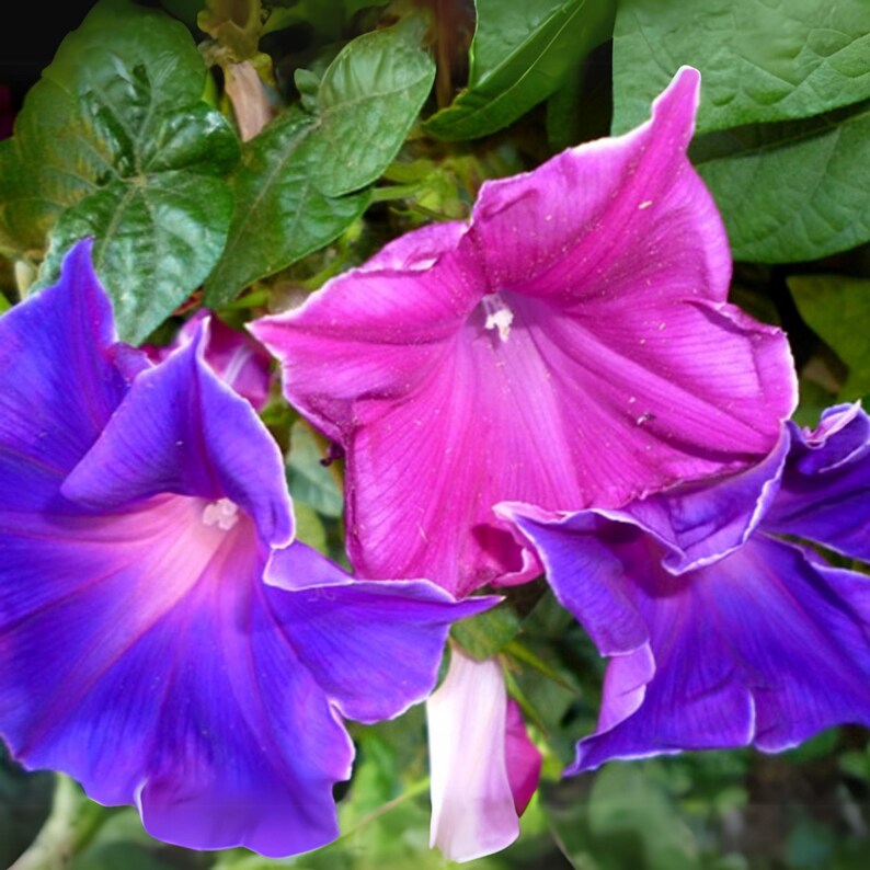 Kikyo-zaki Morning Glory Seeds – Easy Grow Annual Vine Flowers - Etsy