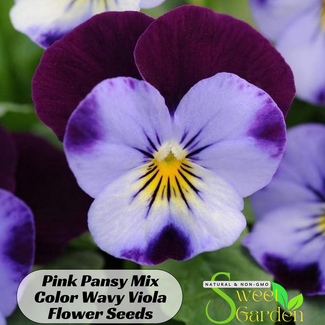 Pink Pansy Mix Color Wavy Viola Flower Seeds - Cold Resistant - Self ...