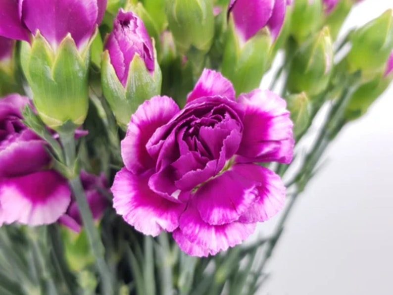 30s|violet White Purple Mini Carnation - Authentic Seeds - Dianthus ...