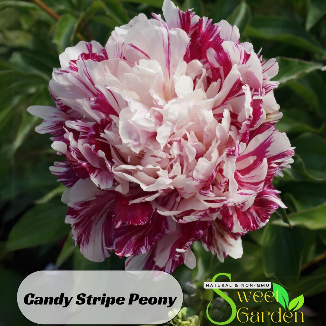 10+ Seeds| Candy Stripe Peony Seeds - Perennial - Authentic Seeds ...