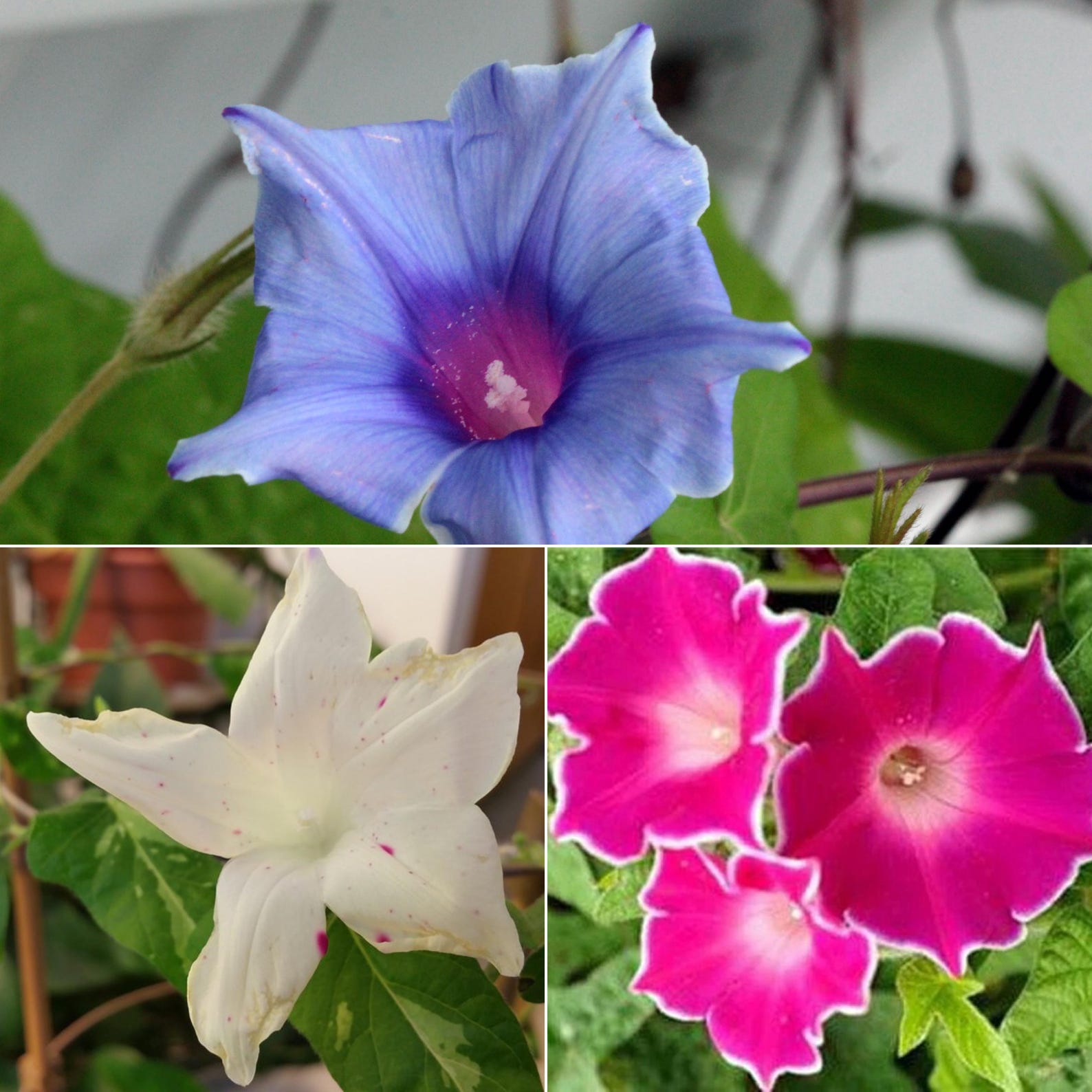 Kikyo-zaki Morning Glory Seeds – Easy Grow Annual Vine Flowers - Etsy