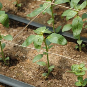 Dark Red Snapdragons Seeds - Cold Resistant - Attracts Pollinators ...