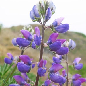 Lupinus Rivularis (riverbank Lupine) Seeds- Lupinus - Bluebonnet ...