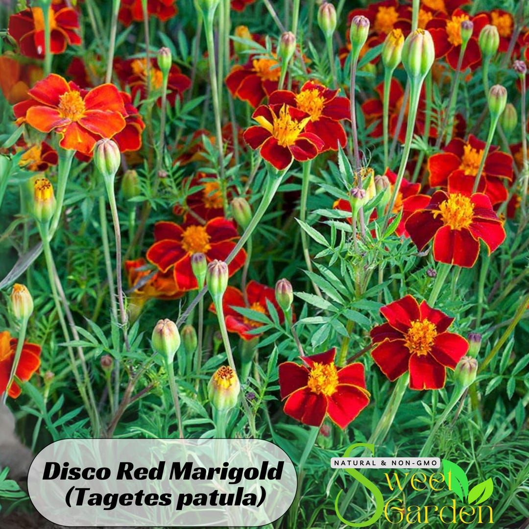Disco Red Marigold (tagetes Patula) Seeds - Open-pollinating - Draft ...