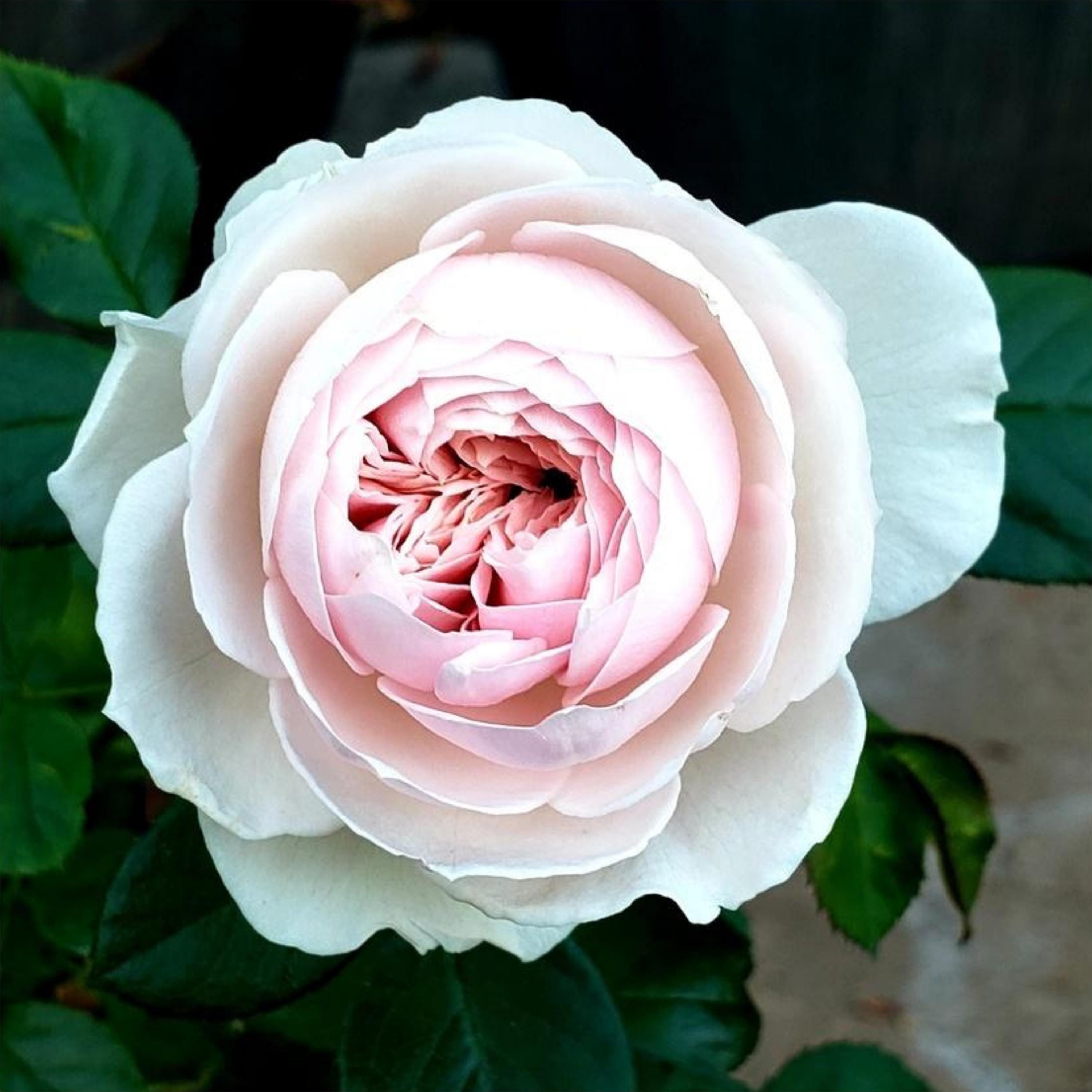 Earth Angel Rose Seeds - Perennial - Authentic Seeds - Flowers - Easy ...