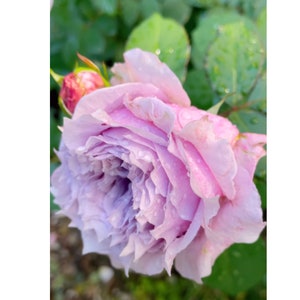 コリン クレイヴン - Colin Craven Rose Seeds - Perennial - Authentic Seeds ...